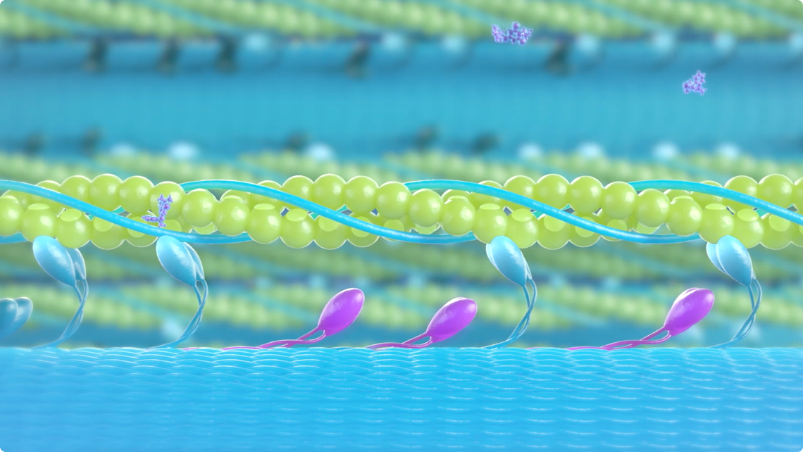 CAMZYOS MoA| CAMZYOS UK